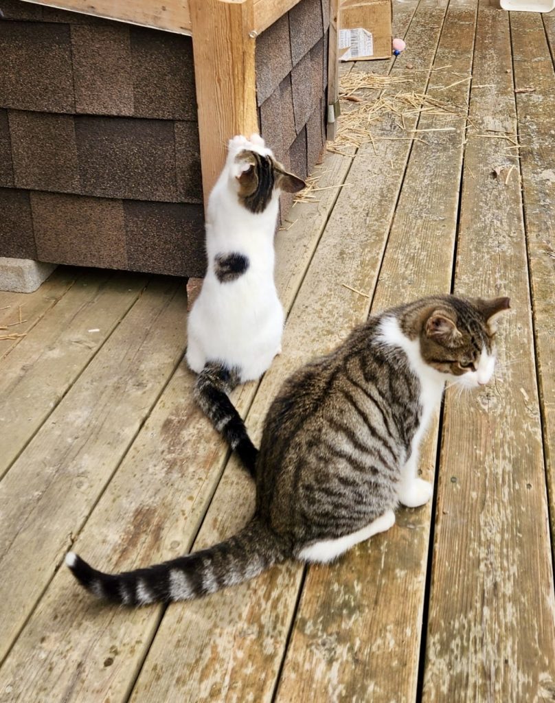 Trap-Neuter-Return Program - Cats Anonymous