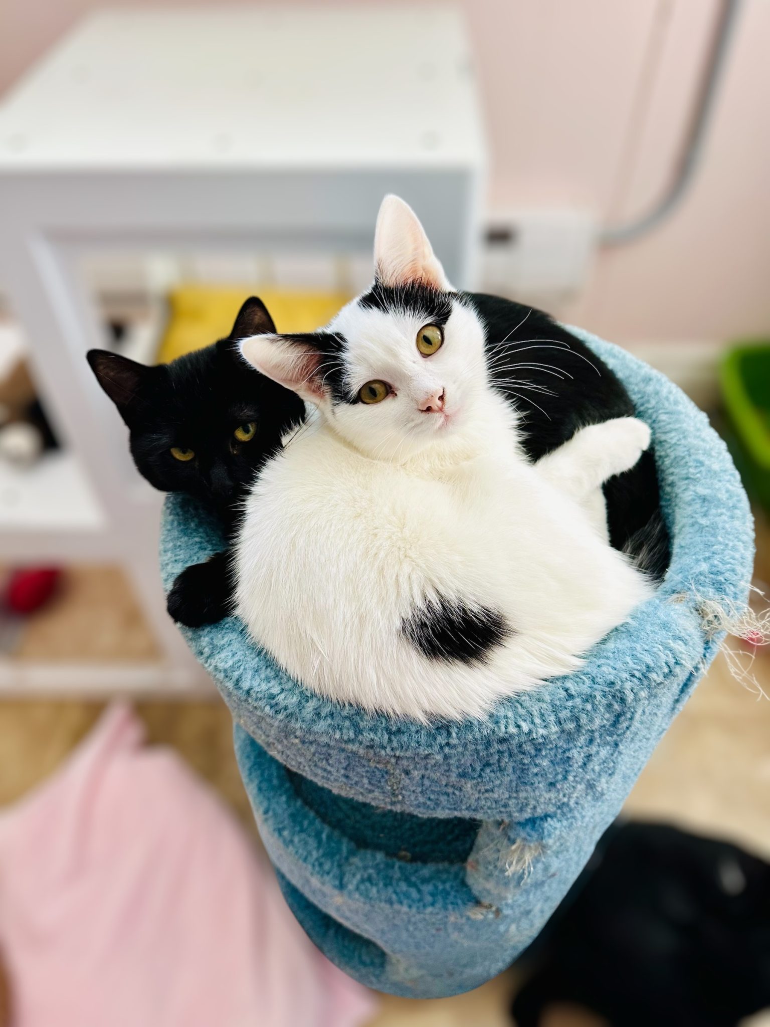 Home - Cats Anonymous