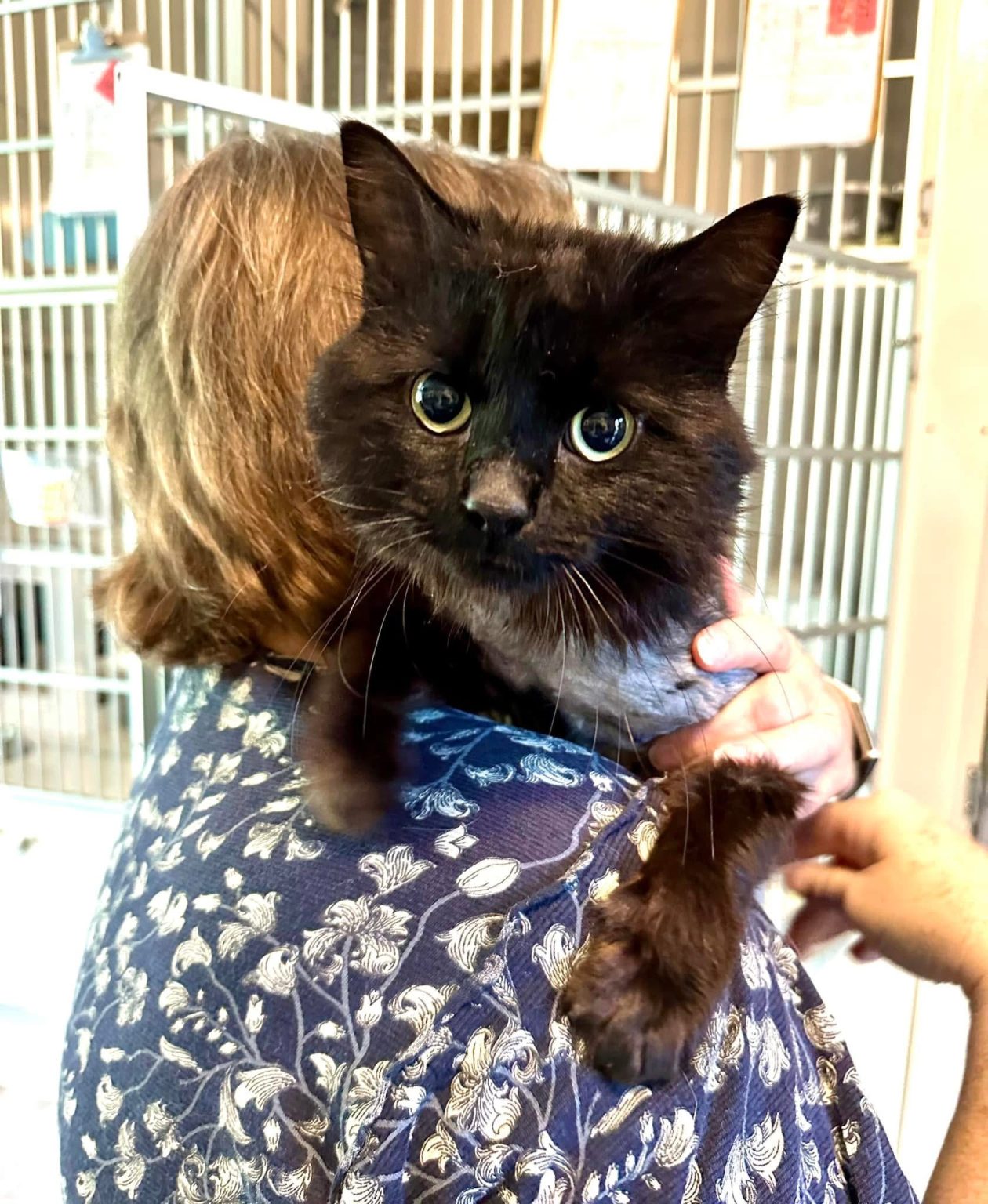 Home - Cats Anonymous