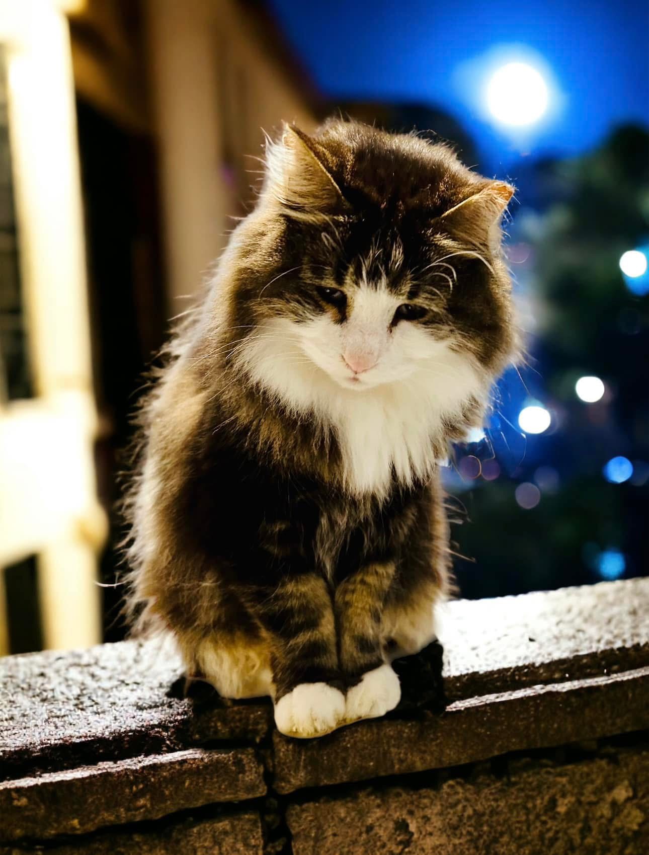 Donate - Cats Anonymous