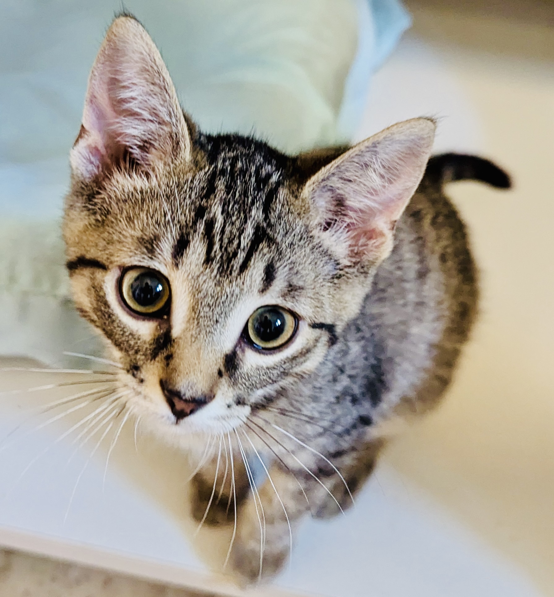 Cats Anonymous – Rescue & Adoption