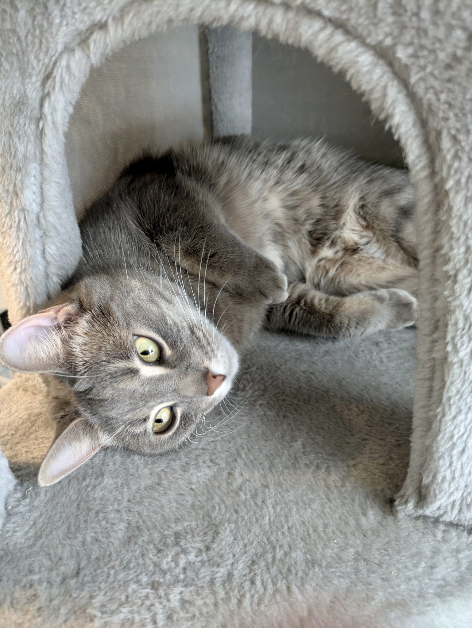 Home - Cats Anonymous