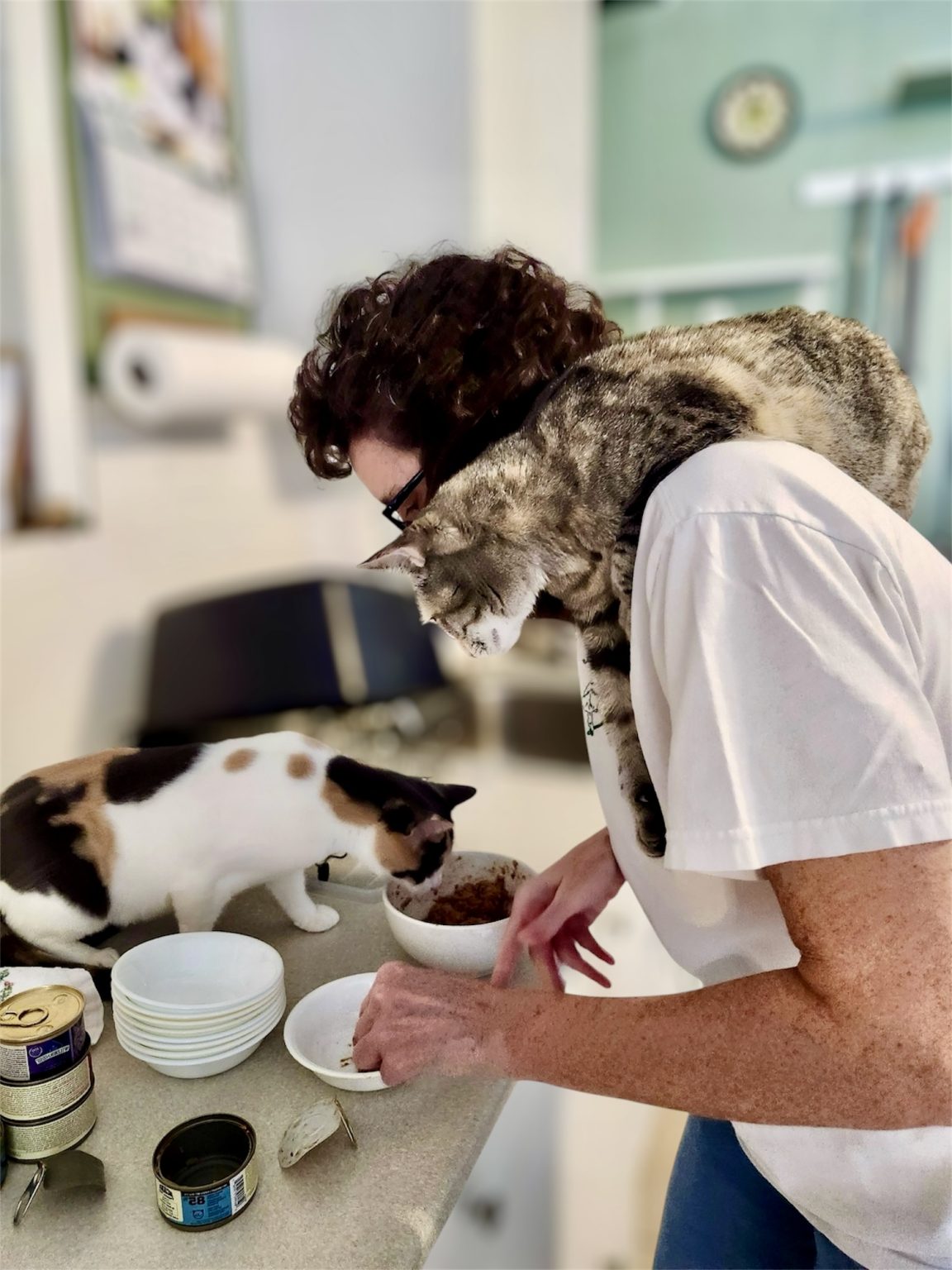 Home - Cats Anonymous