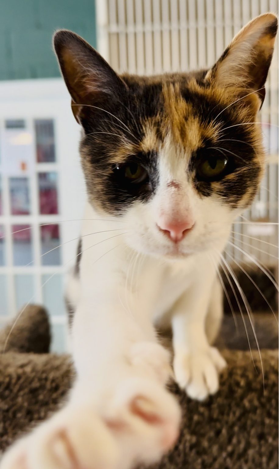 Contact Us - Cats Anonymous