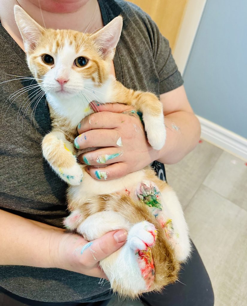 Behavioural Advice - Cats Anonymous